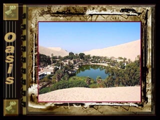 Oasis | PPT