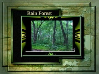 Rain forest | PPT