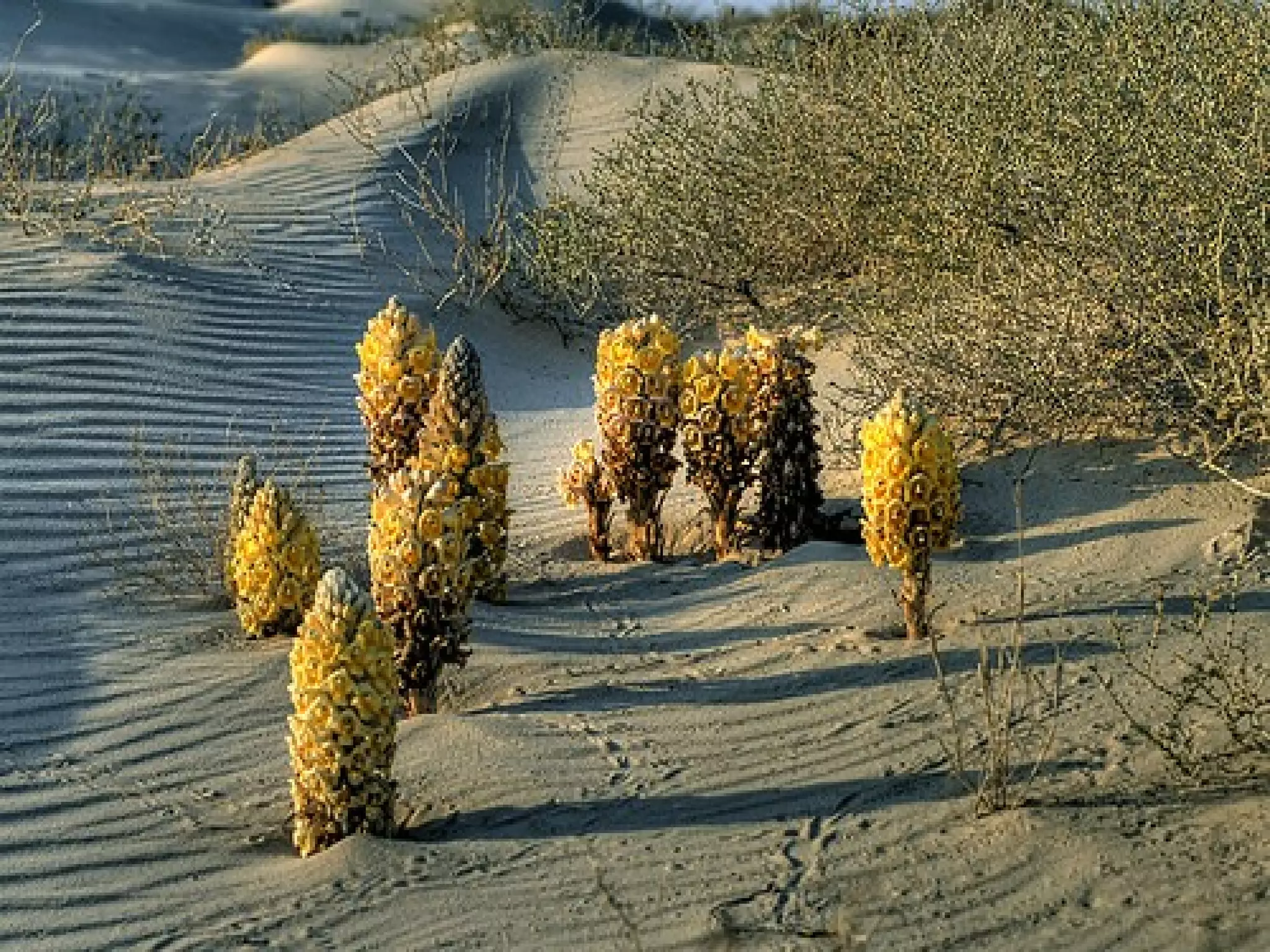 Arabic Nature Photos | PPS