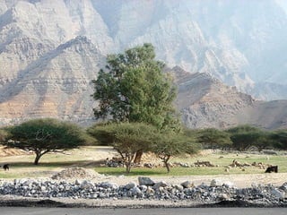 Arabic Nature Photos | PPT