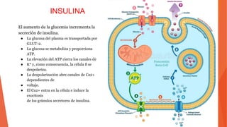 Anatomia y fisiologia del pancreas medicina | PPTX