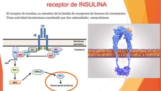 Anatomia y fisiologia del pancreas medicina | PPTX