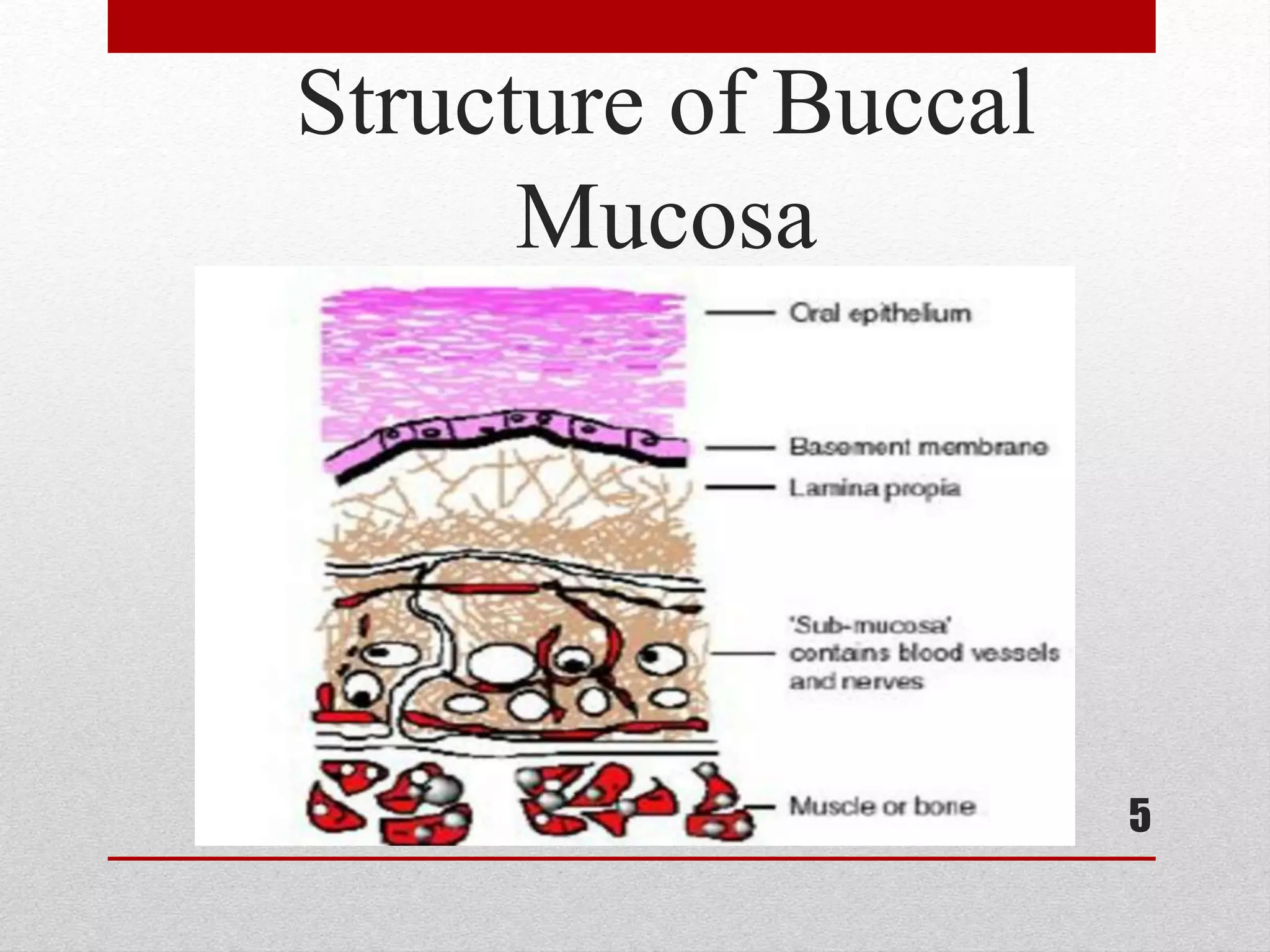 Buccal drug delivery system. | PPTX