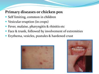 DD vesicular lesions.ppt