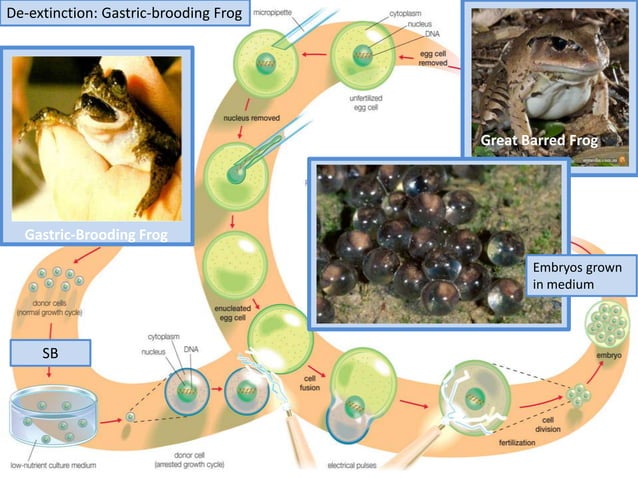De extinction | PPTX | Genetics | Science