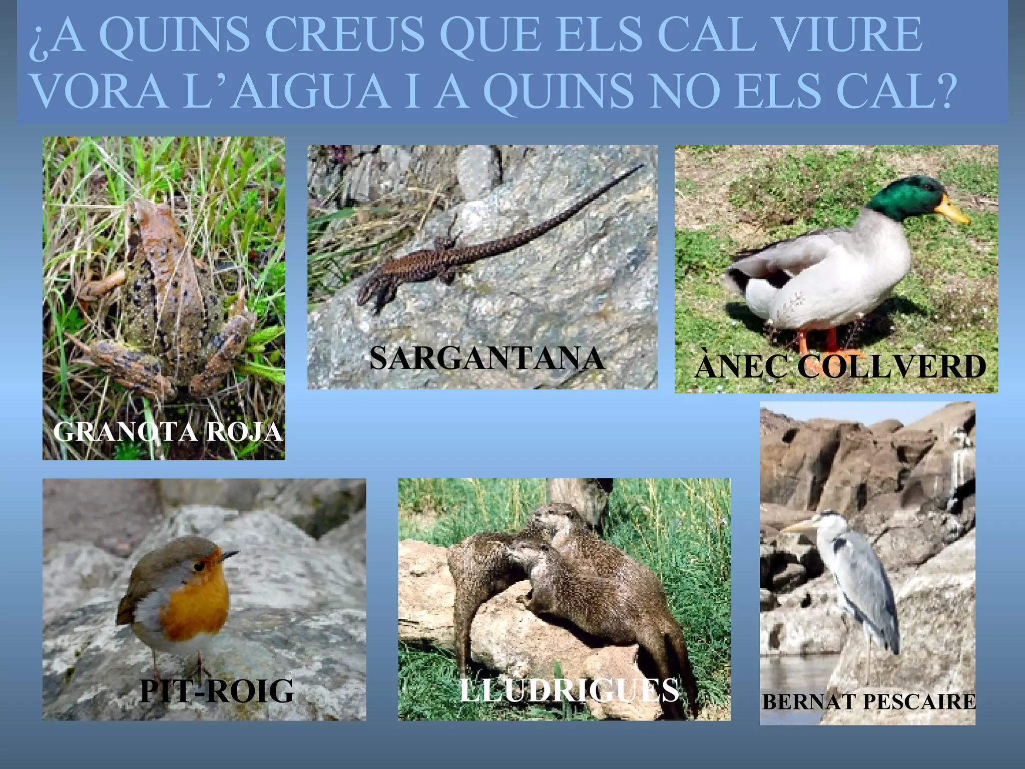 riu El Fluvià | PPT