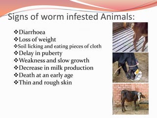 De worming of animals | PPTX