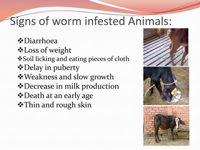 De worming of animals | PPTX | Infectious Diseases | Diseases and ...