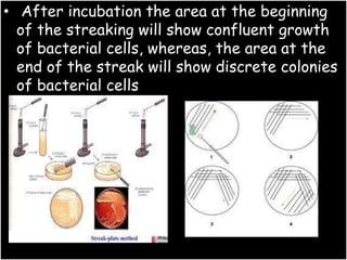 pure culture isolation | PPTX