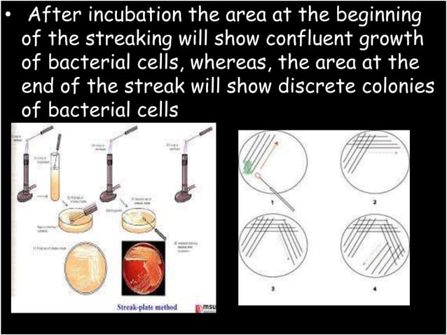 pure culture isolation | PPTX | Chemistry | Science