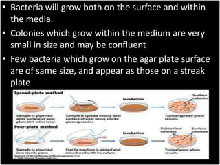 pure culture isolation | PPTX