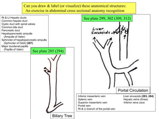 Cross Sectional Anatomy | PPT