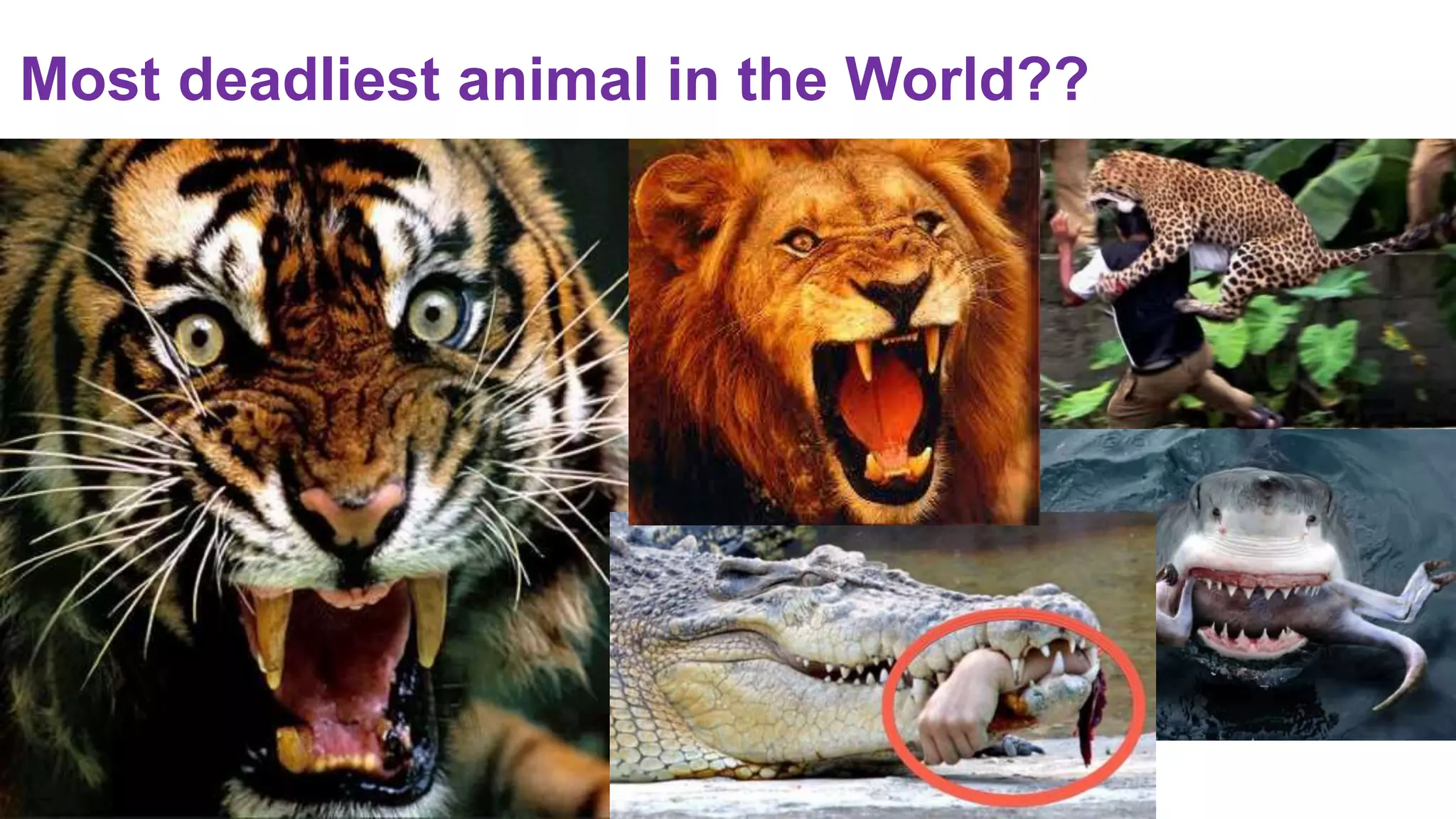 Deadliest animal | PPT