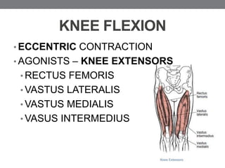 Traditional Dead Lift | PPTX