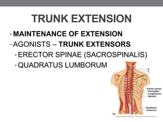 Traditional Dead Lift | PPTX