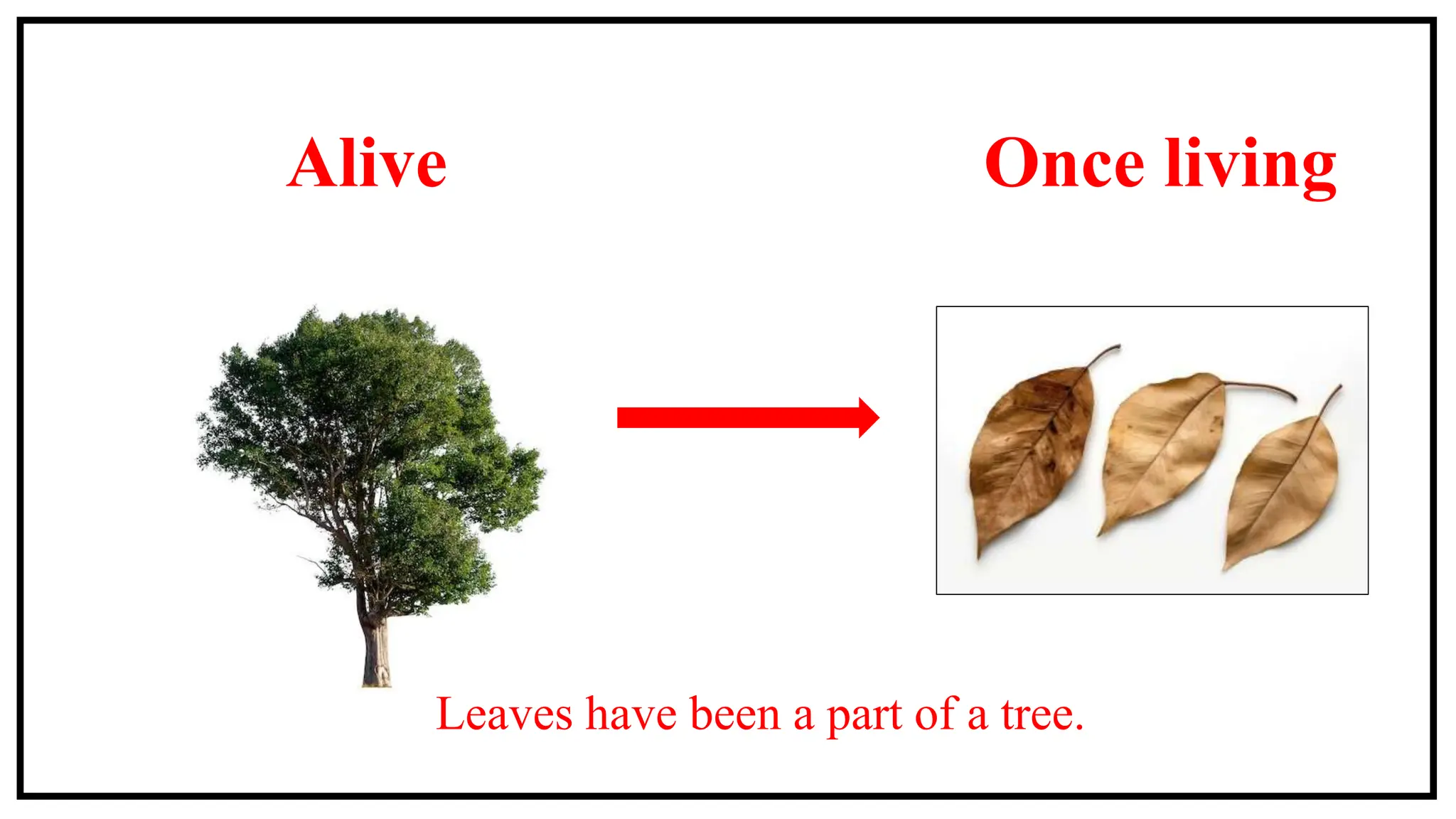 Dead or Never alive powerpoint with colorful and attractive pictures | PPTX