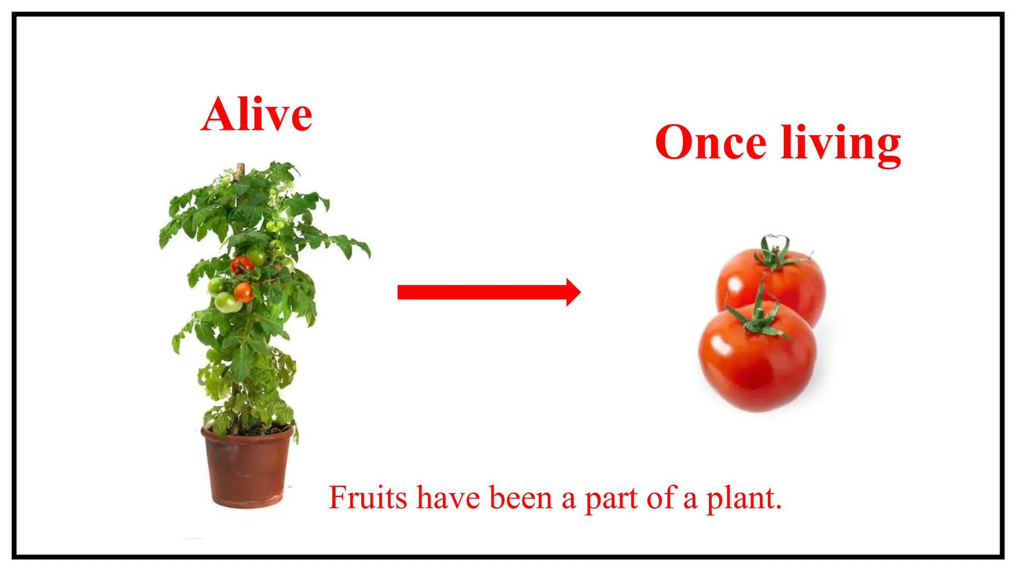 Dead or Never alive powerpoint with colorful and attractive pictures | PPTX