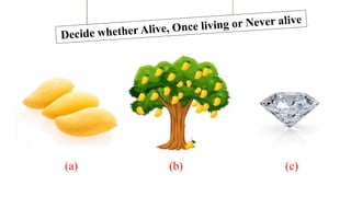 Dead or Never alive powerpoint with colorful and attractive pictures | PPTX