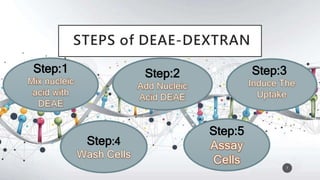 DEAE-Dextran method.pptx