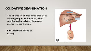 deamination - sayali jagtap.pdf