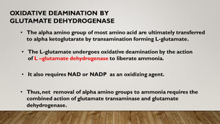 deamination - sayali jagtap.pdf