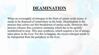 DEAMINATION AND DECARBOXYLATION | PPTX | Chemistry | Science