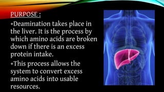 Deamination and transamination | PPTX