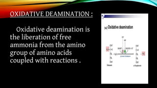 Deamination and transamination | PPTX
