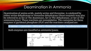 Deamination and transamination | PPTX