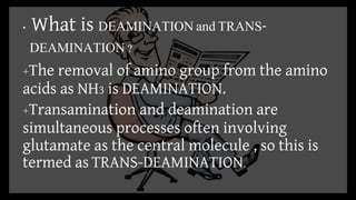 Deamination and transamination | PPTX