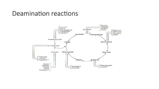 Deamination reactions (Mekanisme Deaminasi).pptx