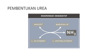 Deamination reactions (Mekanisme Deaminasi).pptx