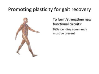 Optimizing Gait Rehabilitation: How Can Nervous System Plasticity Be ...