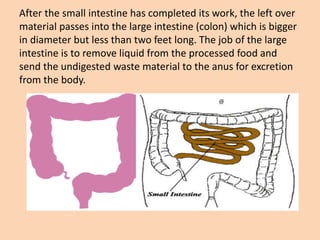 Dean r berry human body digestive system | PPT
