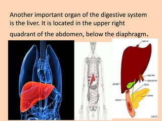 Dean r berry human body digestive system | PPT