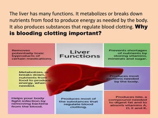 Dean r berry human body digestive system | PPT