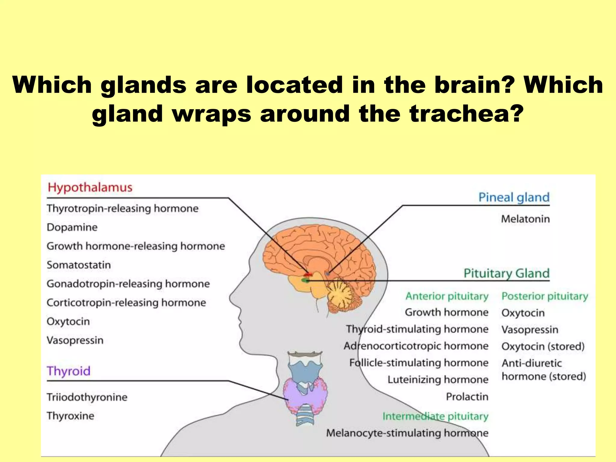 Dean r berry human body endocrine system | PPTX | Diabetes | Diseases ...