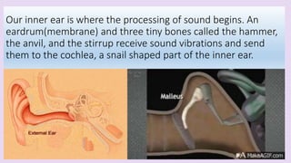 Dean r berry human body hearing auditory | PPT