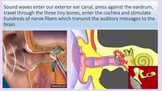 Dean r berry human body hearing auditory | PPT