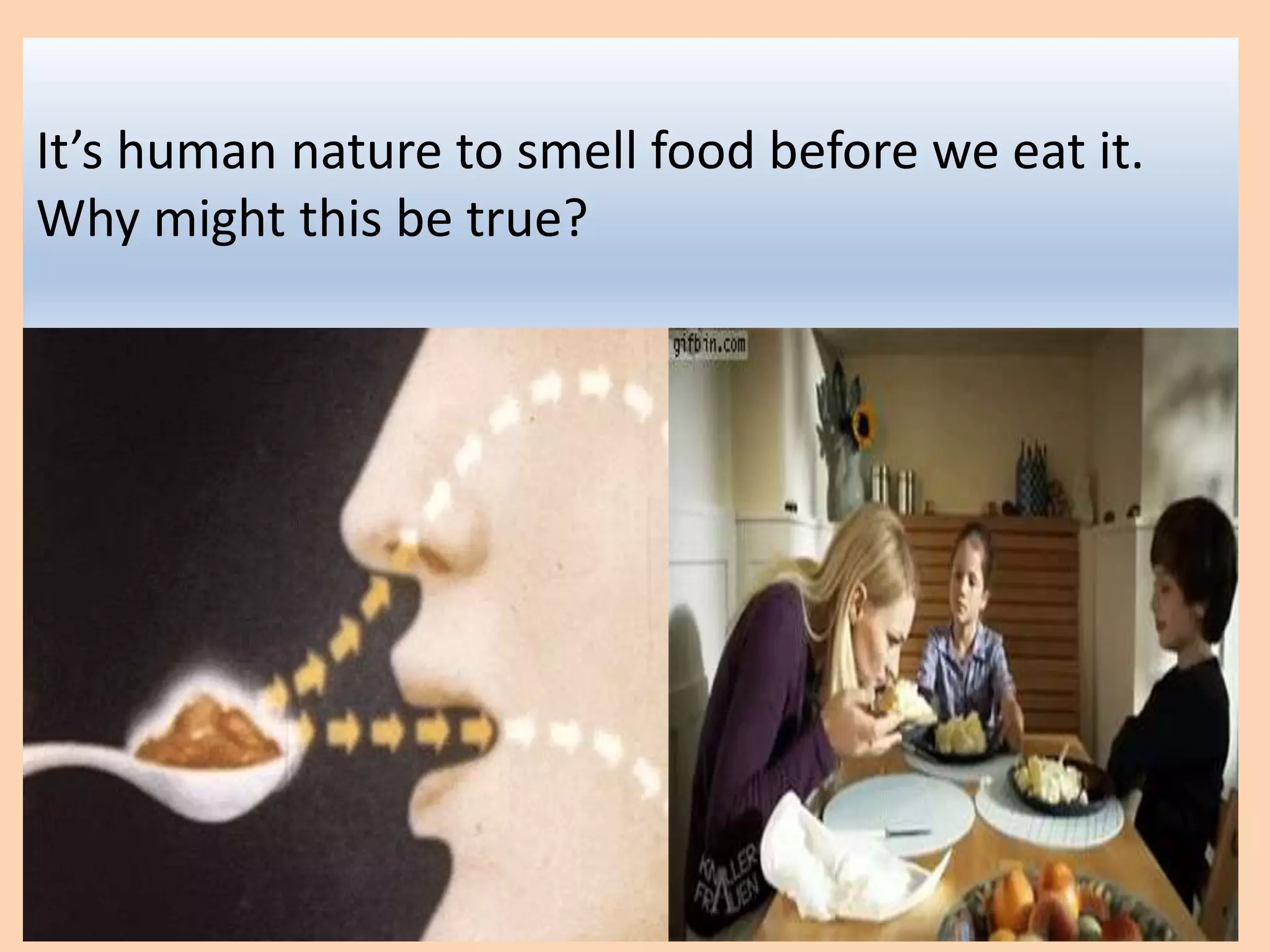 Dean r berry human body sensory system taste and smell | PPTX