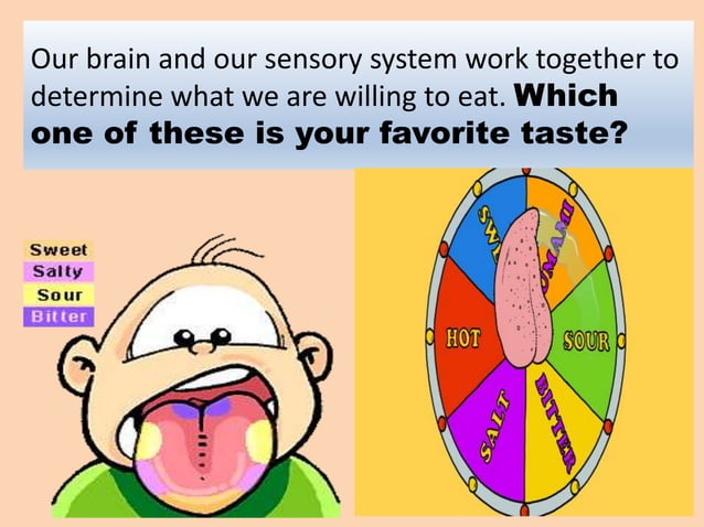 Dean r berry human body sensory system taste and smell | PPTX ...