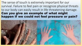 Dean r berry human body skin and touch | PPT