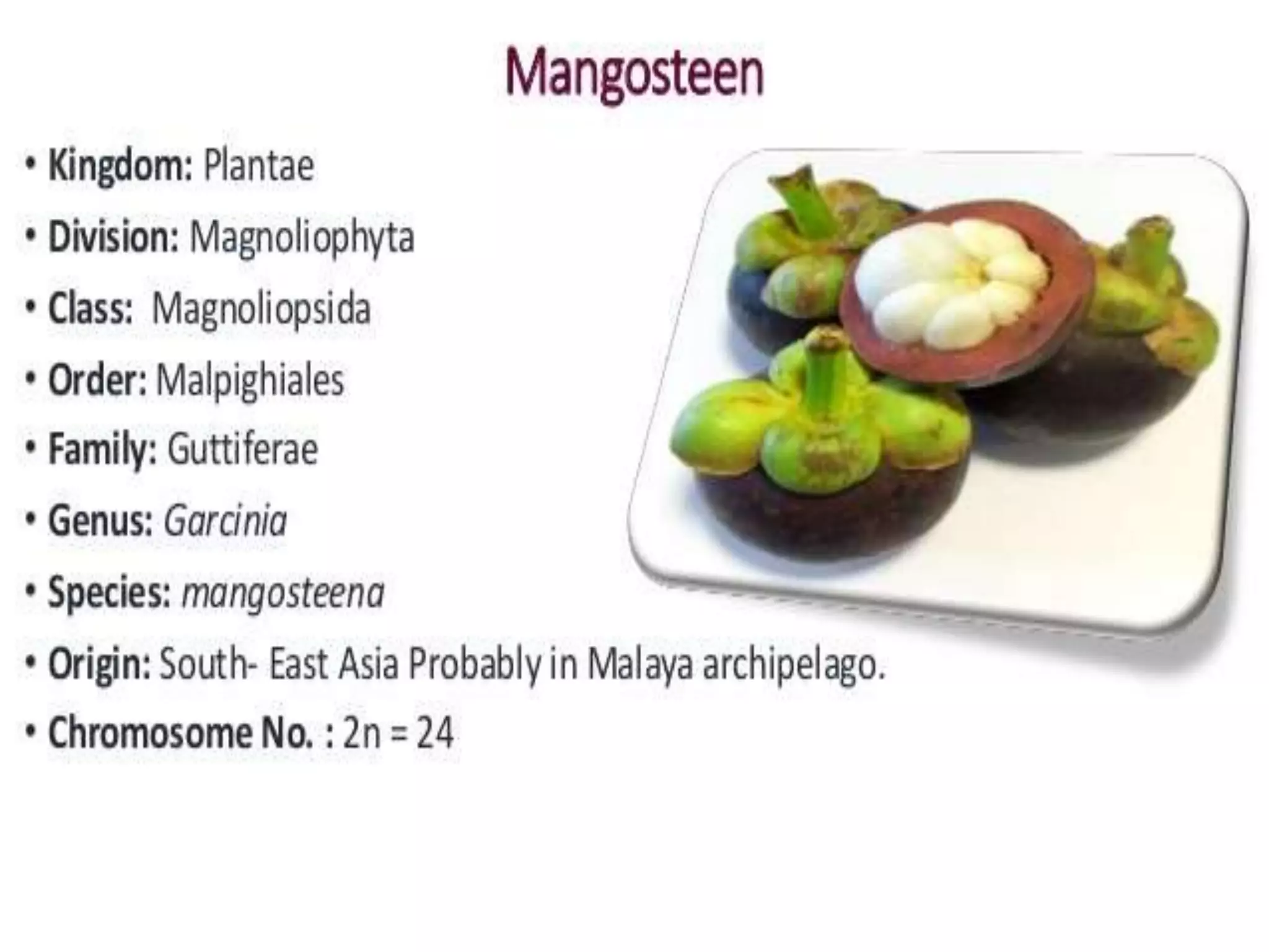 PRODUCTION TECHNOLOGY OF MANGOSTEEN | PPTX