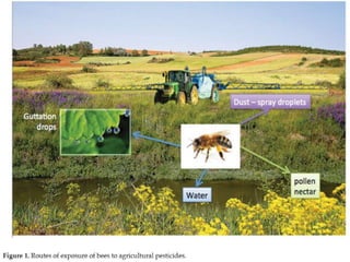 NEONICOTINOIDS & ITS EFFECT ON HONEY BEES | PPT