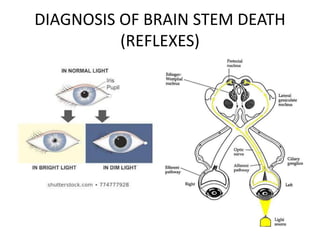 Death forensics dept | PPTX
