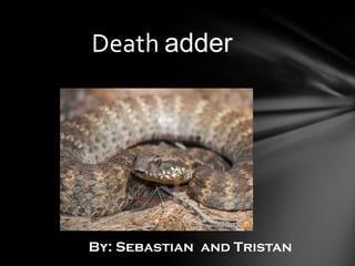The Death adder | PPTX