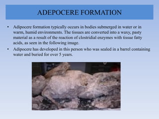 Adipocere Definition