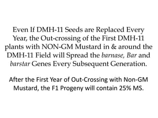 debal deb-GM_Mustard-environmental risk assessment-dmh-11-Jul14-GEAC.pdf