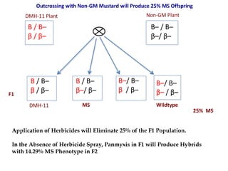 debal deb-GM_Mustard-environmental risk assessment-dmh-11-Jul14-GEAC.pdf