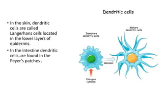 Cells of immune system | PPTX